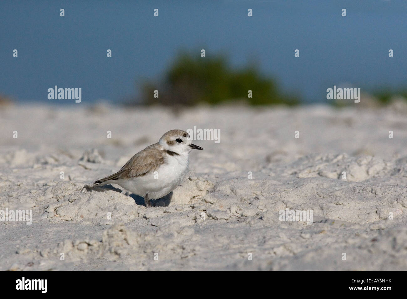 Piping Plover Charadrius melodus Stock Photo - Alamy