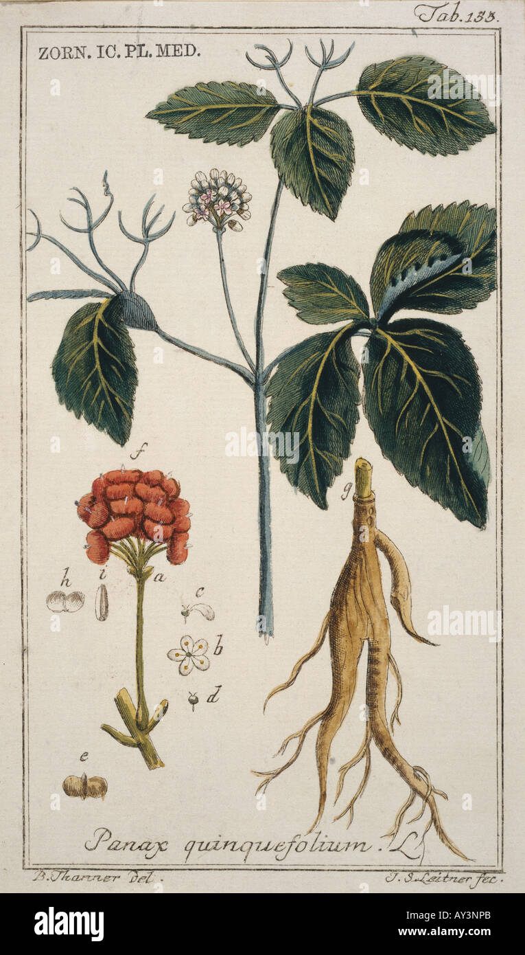 Panax quinquefolium ginseng Stock Photo - Alamy