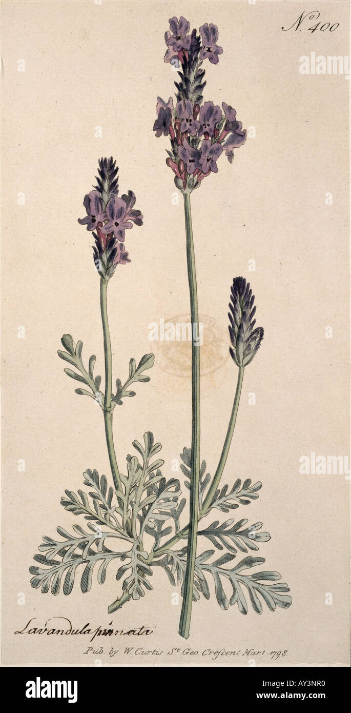 Lavender botanical drawing hi-res stock photography and images - Alamy