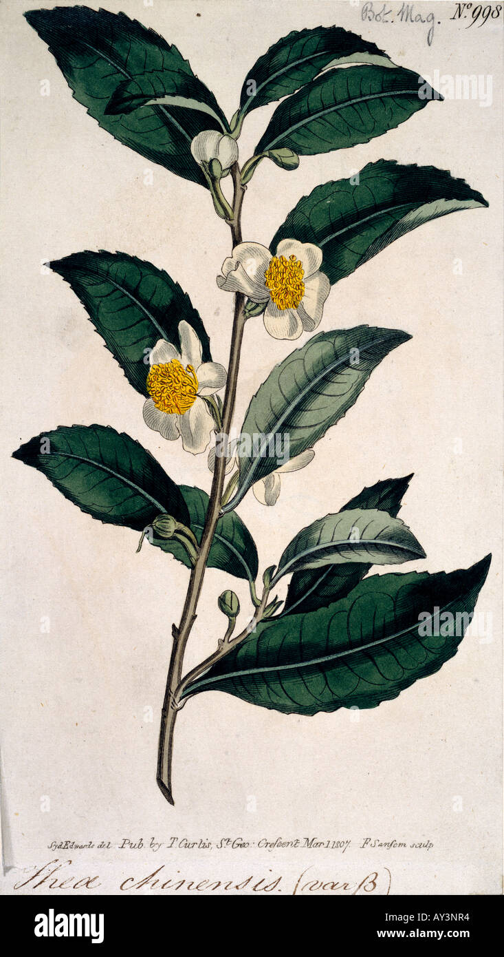Thea chinensis tea Stock Photo - Alamy