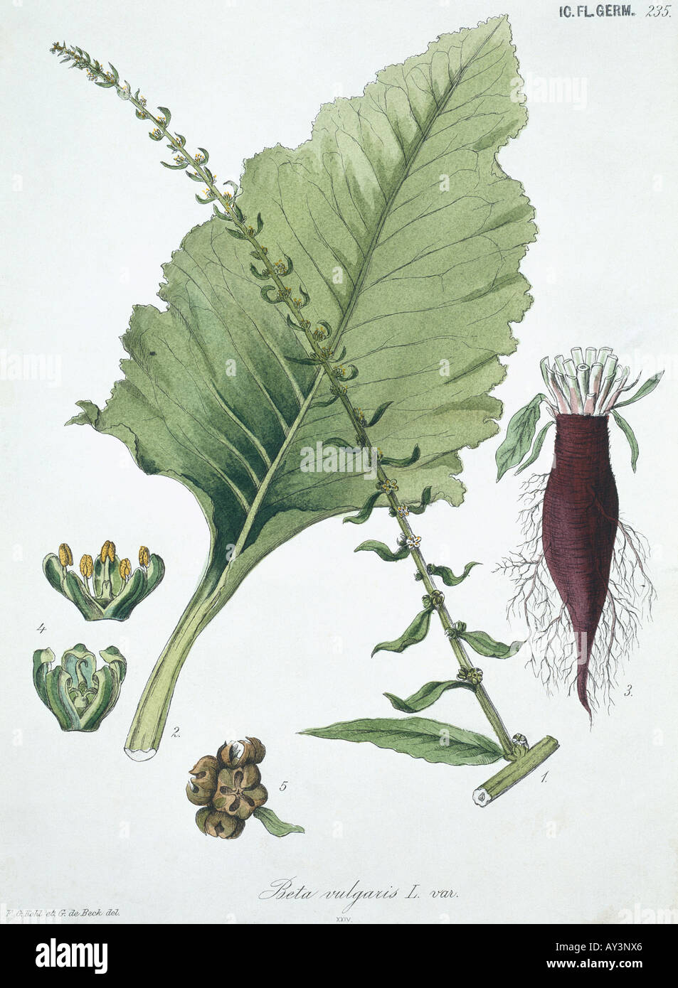 Beta vulgaris common beet Stock Photo - Alamy