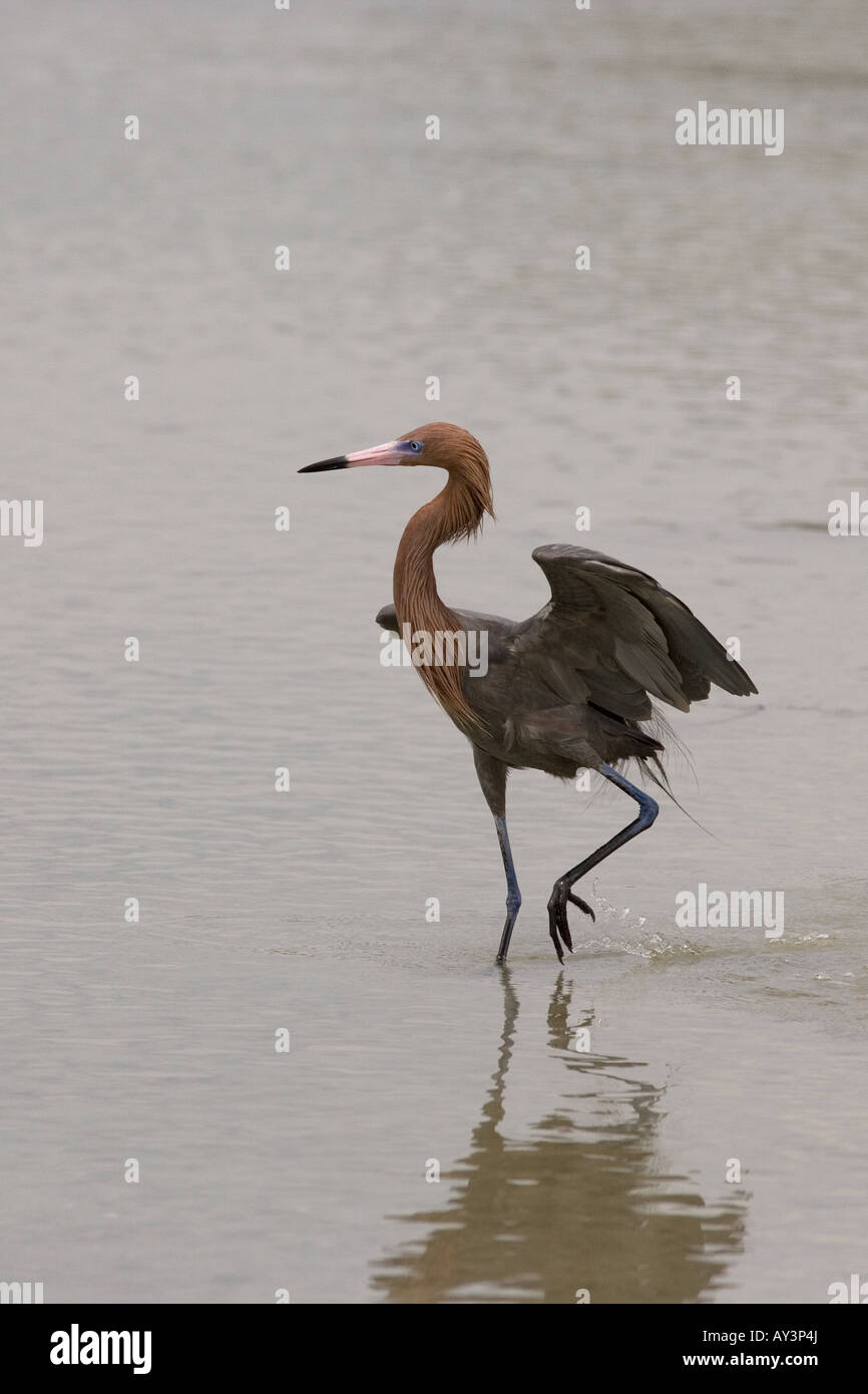 Reddish Egret Egretta rufescens Florida USA Stock Photo - Alamy