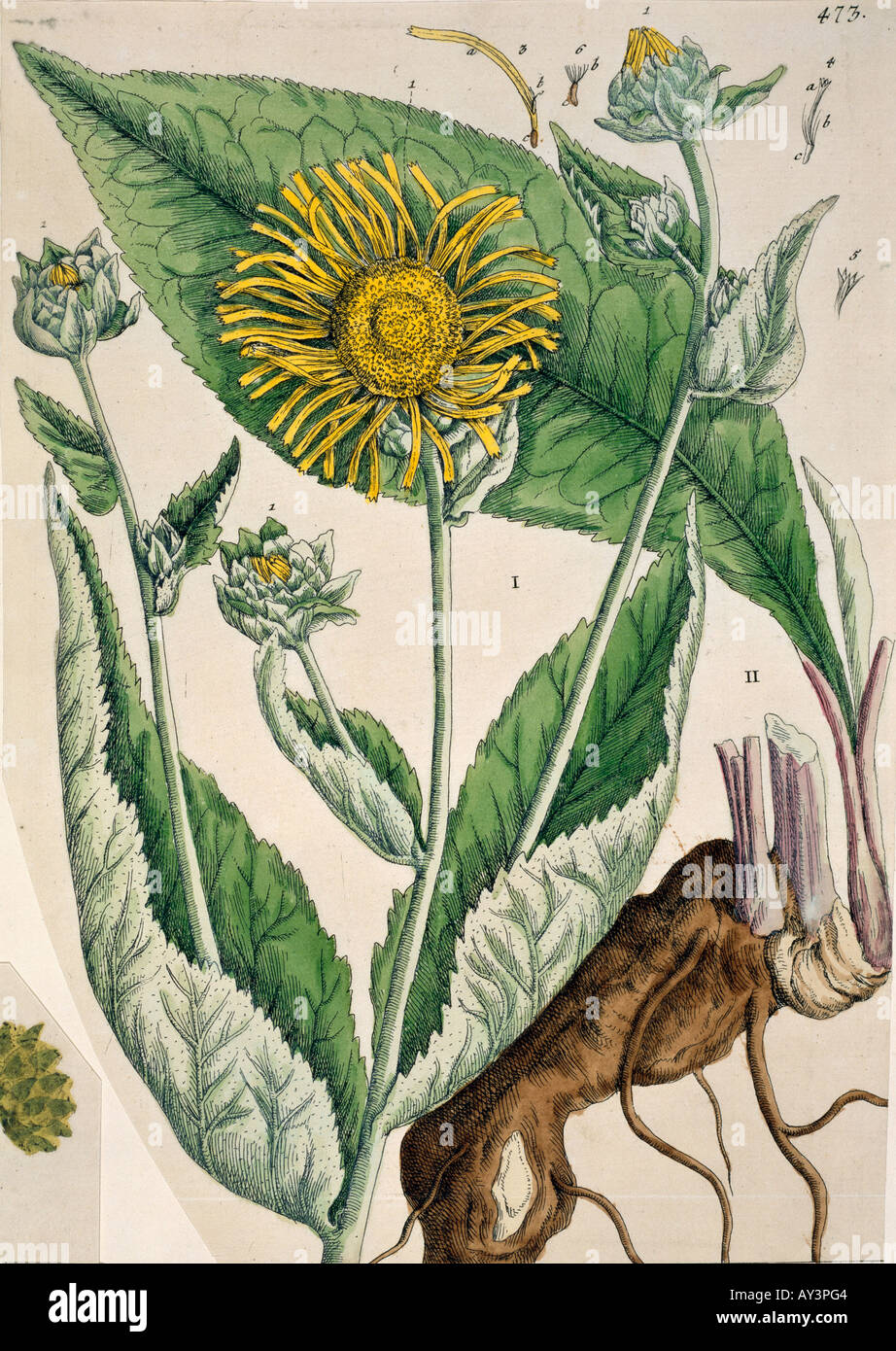 Botanical drawing inula helenium hi-res stock photography and images ...