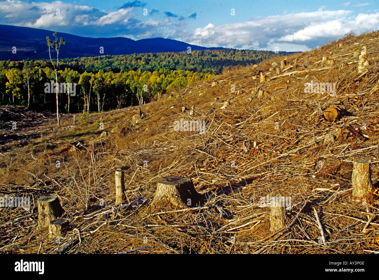 Deforestation on hillside in Highland, Scotland, UK Stock Photo - Alamy