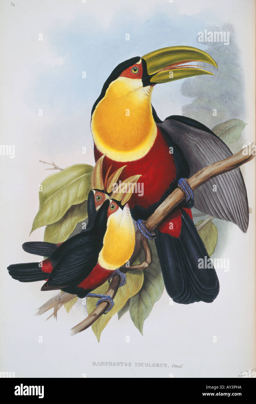 Toucan tongue hi-res stock photography and images - Alamy