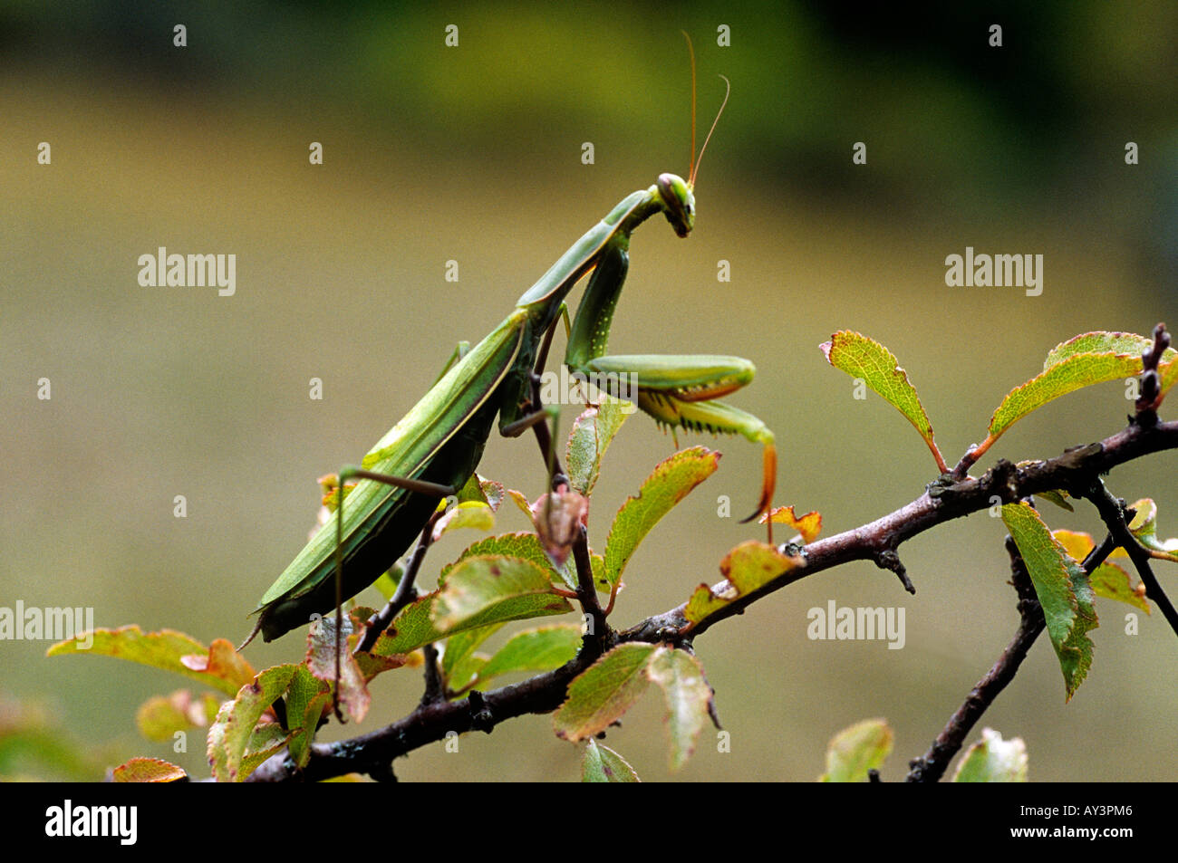 Prayer mantis hi-res stock photography and images - Alamy