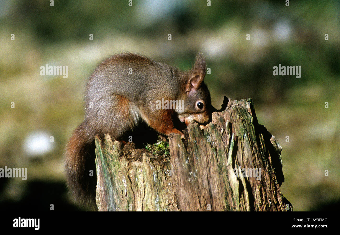 Bushy red squirrel hi-res stock photography and images - Alamy
