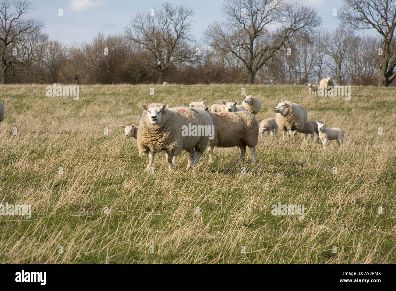 Lambs, Northumberland, England Stock Photo - Alamy