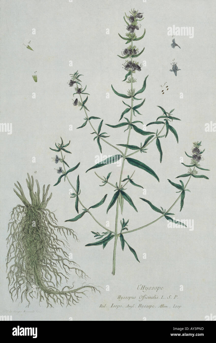Hyssopus officinalis hyssop Stock Photo - Alamy