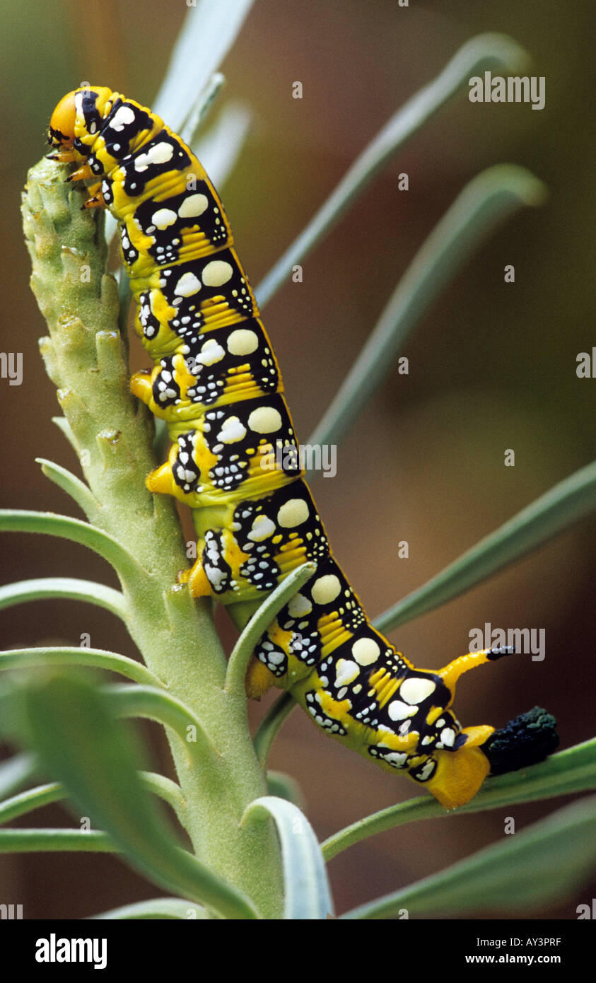 Spurge Hawk Moth Larva, Spanish Pyrenees, Spain, Europe Stock Photo - Alamy