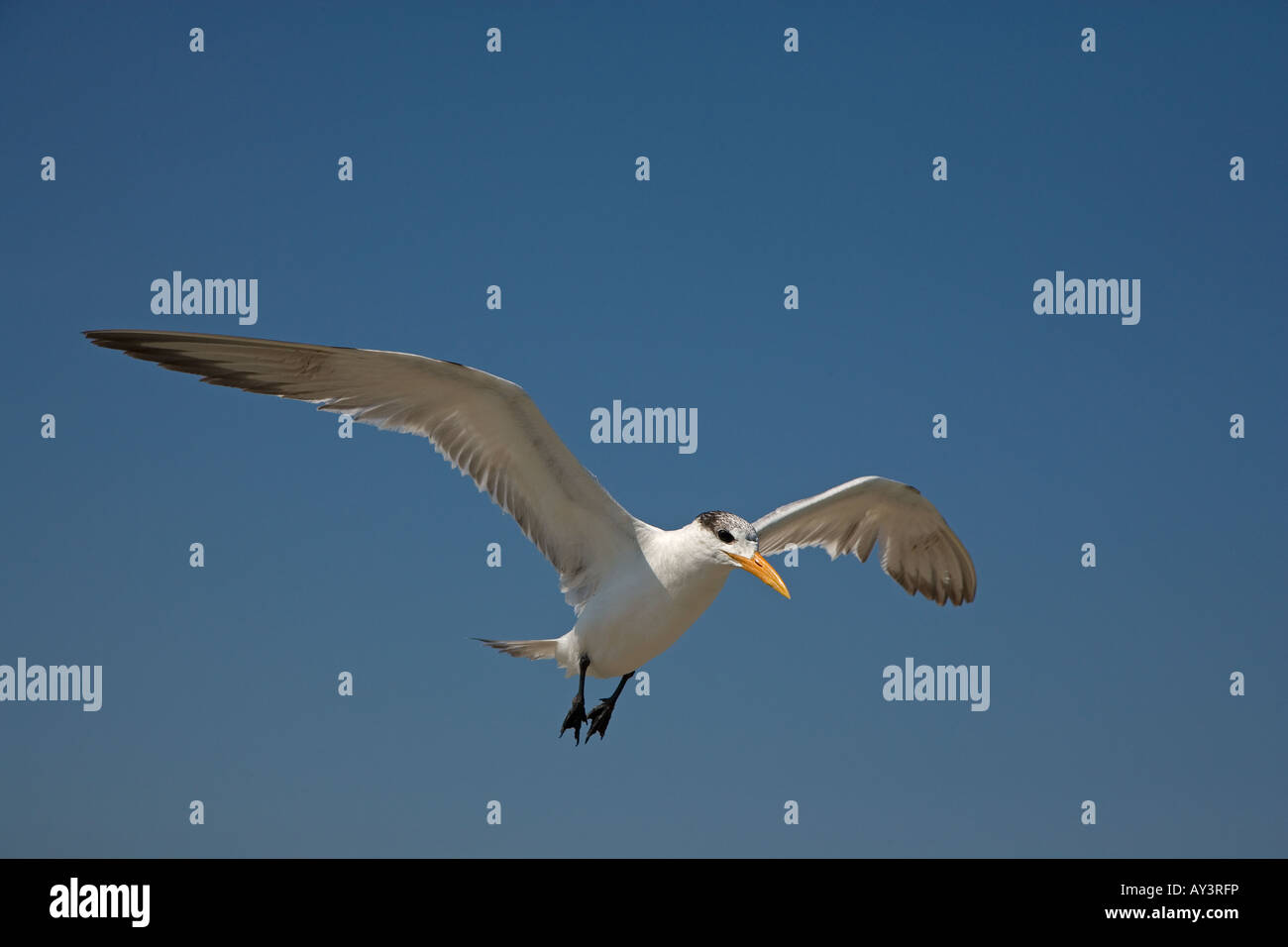 Royal Tern Sterna maxima in Flight Florida USA Stock Photo - Alamy