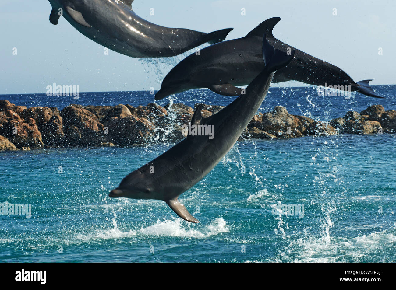 Netherlands Antilles Curacao bottlenose dolphin jumps during the ...
