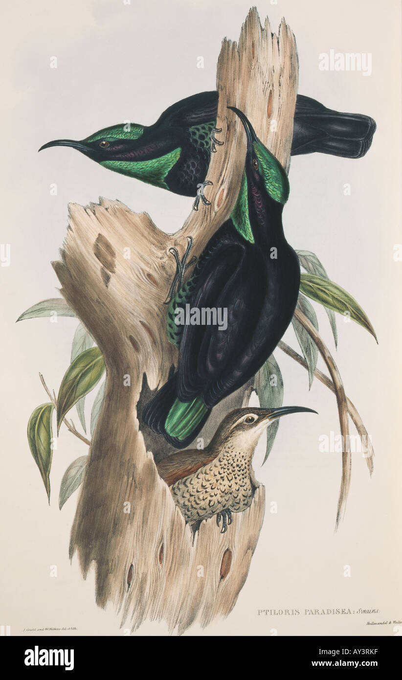 Ptiloris paradiseus paradise riflebird Stock Photo - Alamy