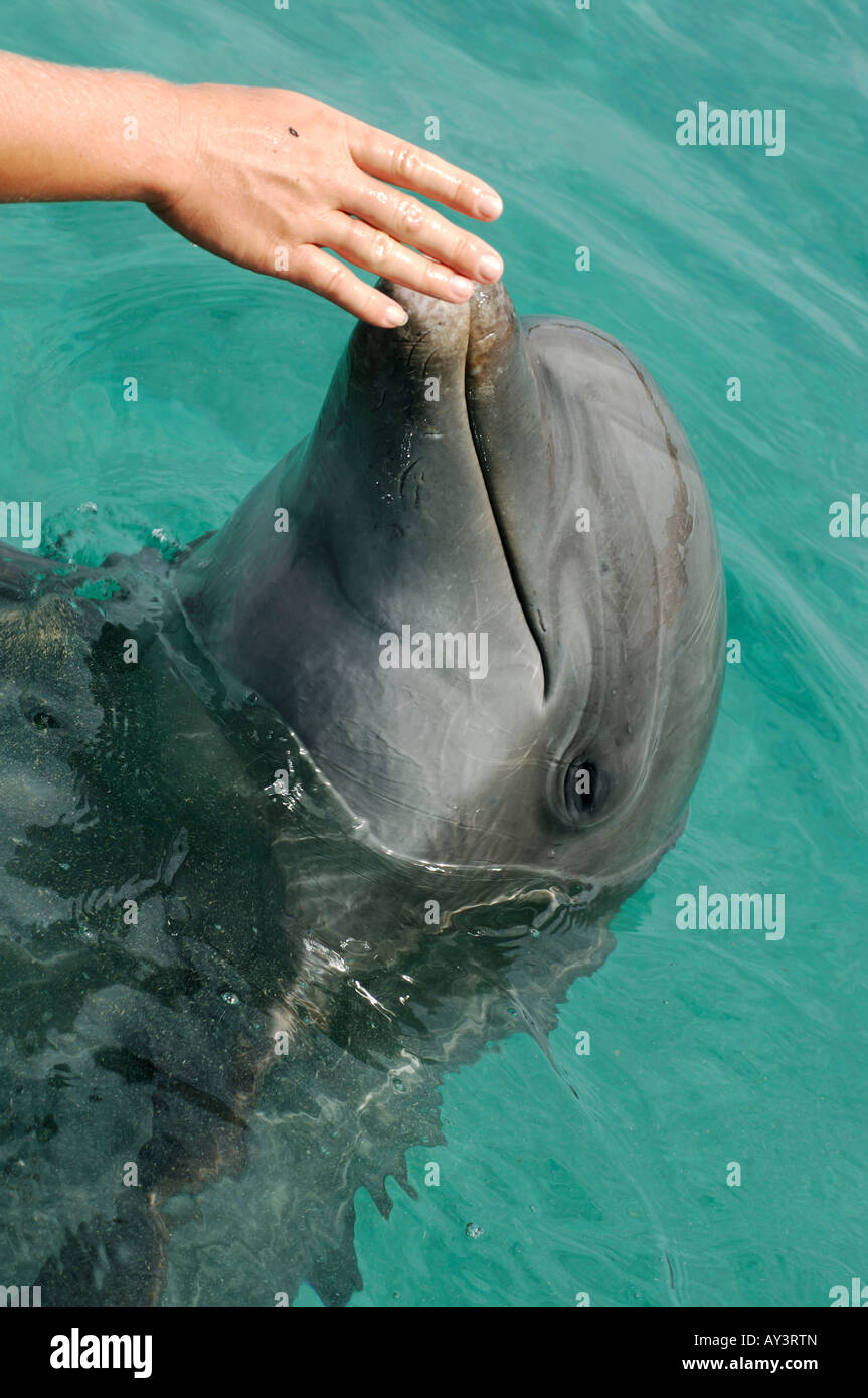 Dolphin show at dolphin academy hi-res stock photography and images - Alamy