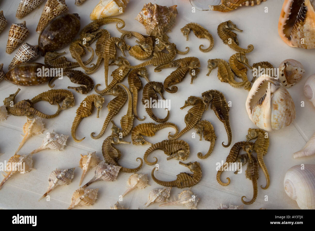 Shells and Sea Horses for Sale Stock Photo - Alamy