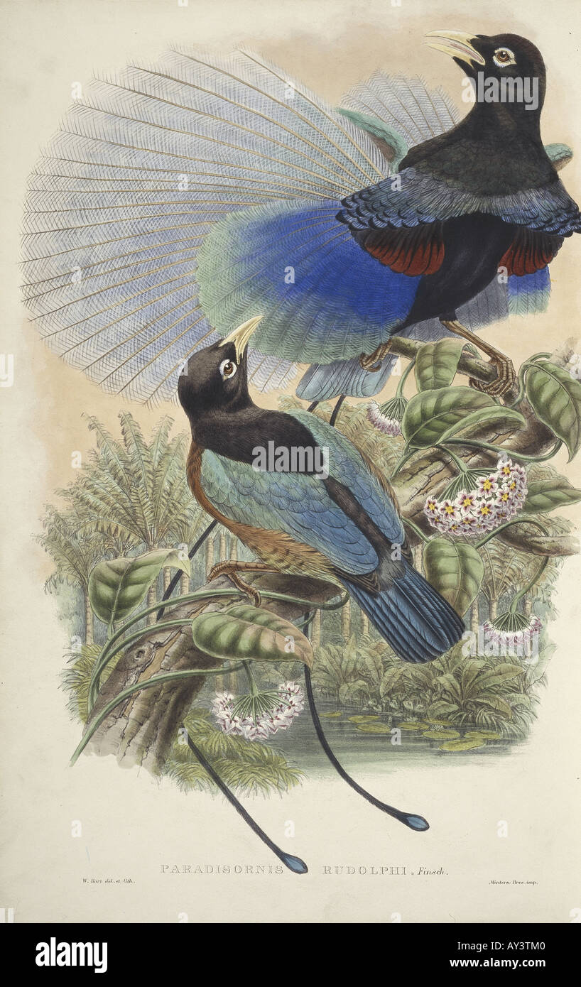 Paradisaea rudolphi blue bird paradise hi-res stock photography and ...