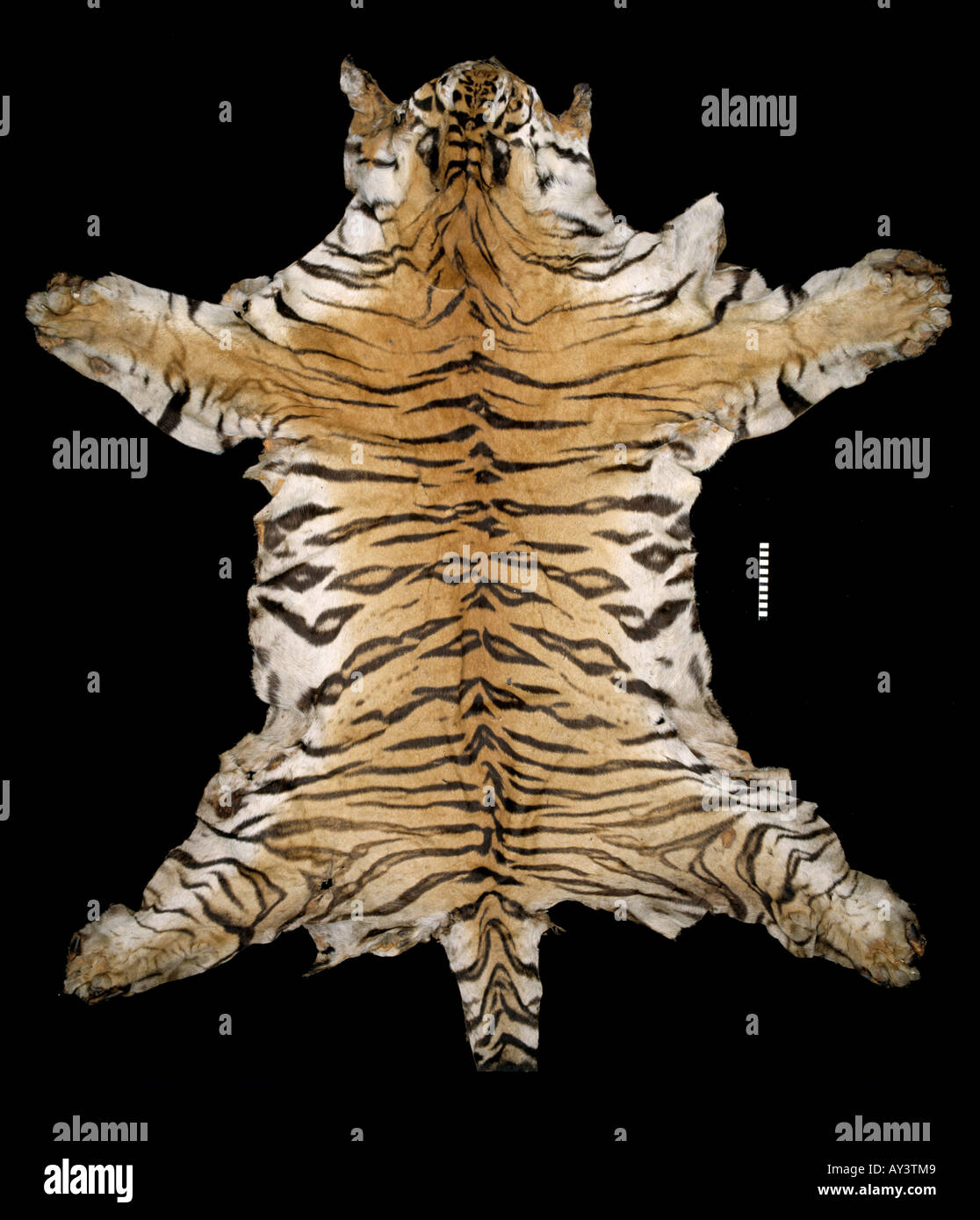 Panthera tigris tigris Bengal tiger Stock Photo - Alamy