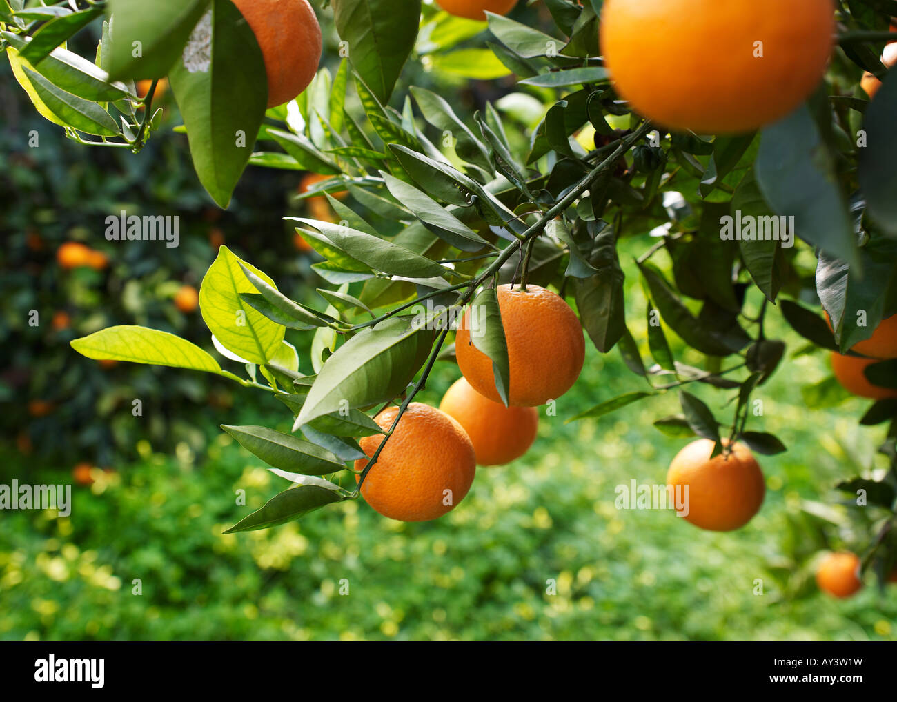 Costa dorado hi-res stock photography and images - Alamy