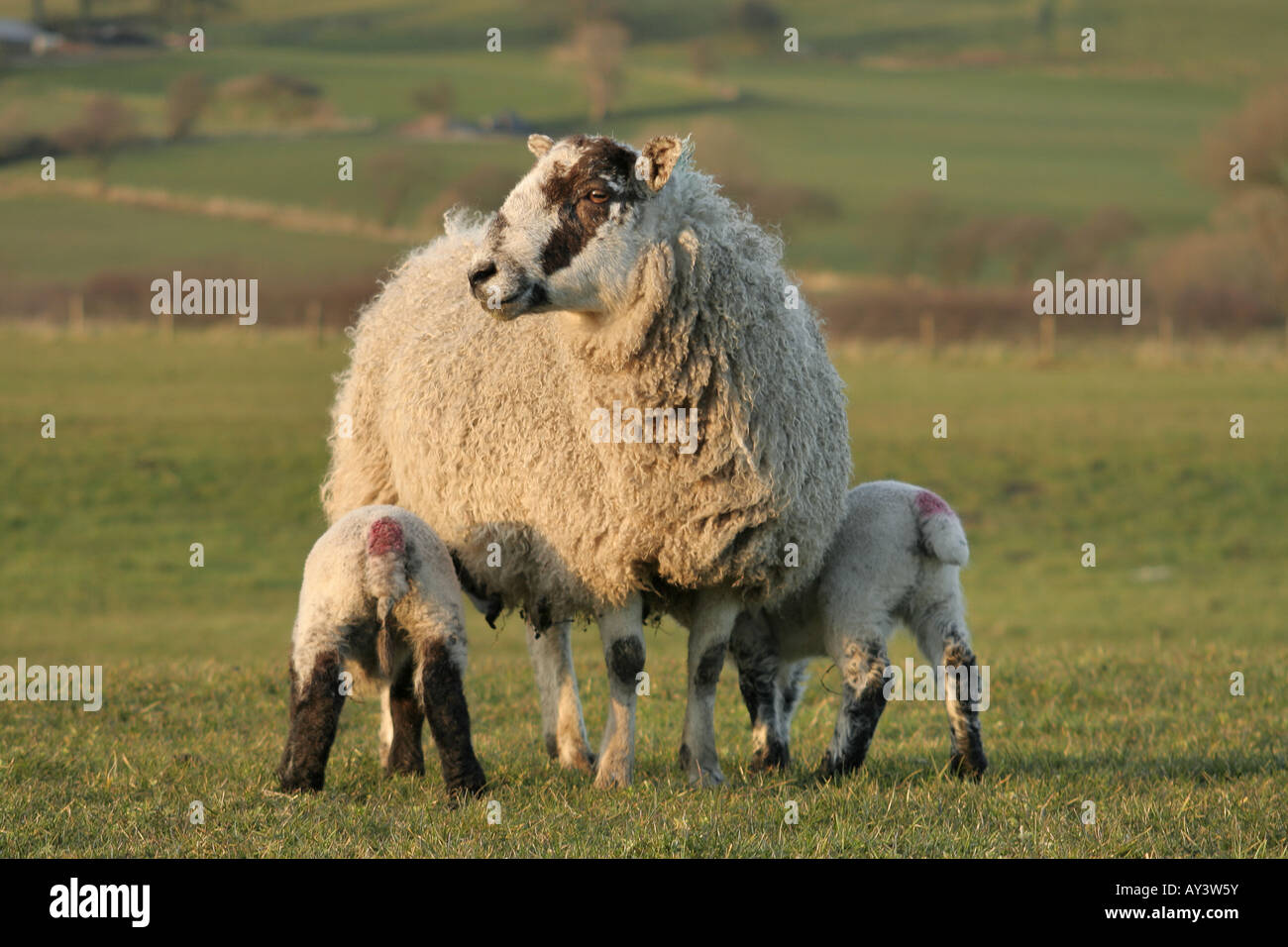 Sheep forest of bowland hi-res stock photography and images - Alamy