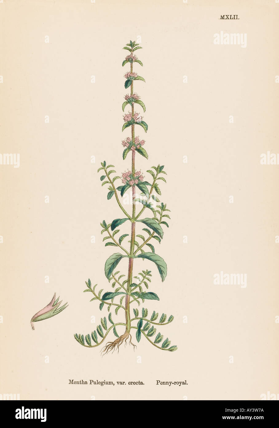 Plants Mentha Pulegium Stock Photo - Alamy