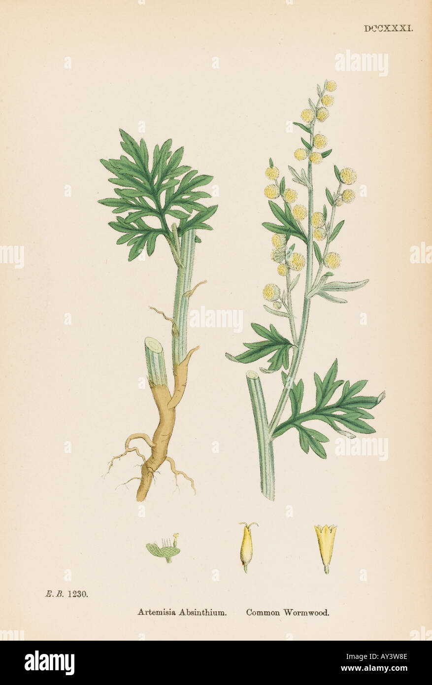 Common wormwood artemisia absinthium hi-res stock photography and ...