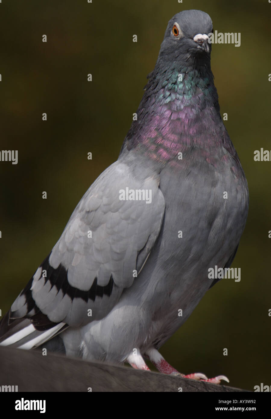 The aviary bar hi-res stock photography and images - Alamy