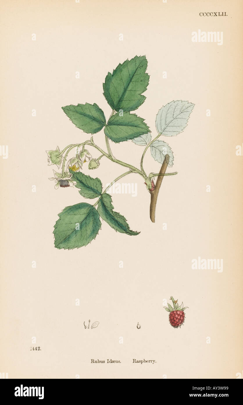 Plants Rubus Idaeus Stock Photo - Alamy