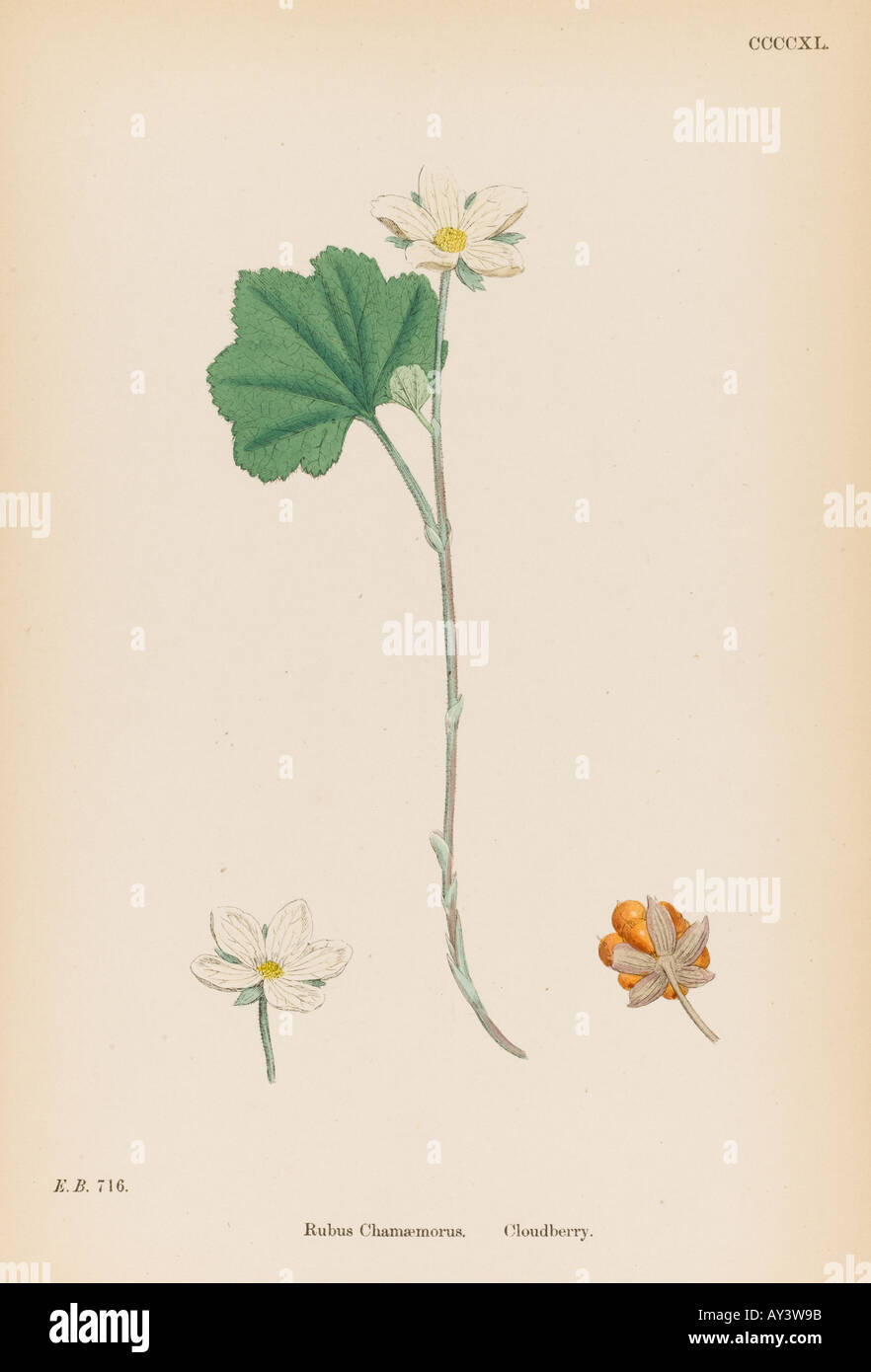 Plants Rubus Chamaemorus Stock Photo - Alamy