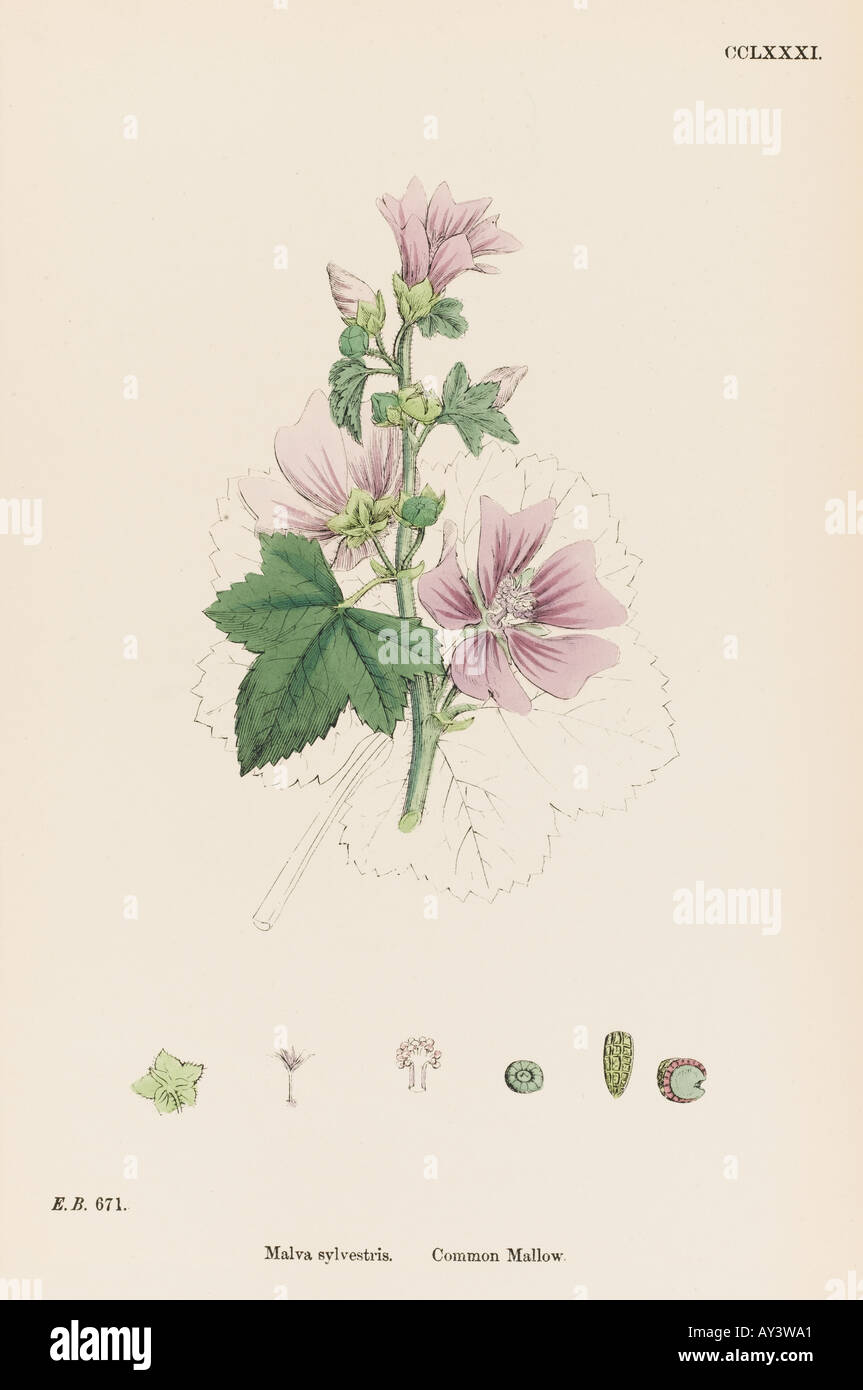 Plants Malva Sylvestris Stock Photo - Alamy
