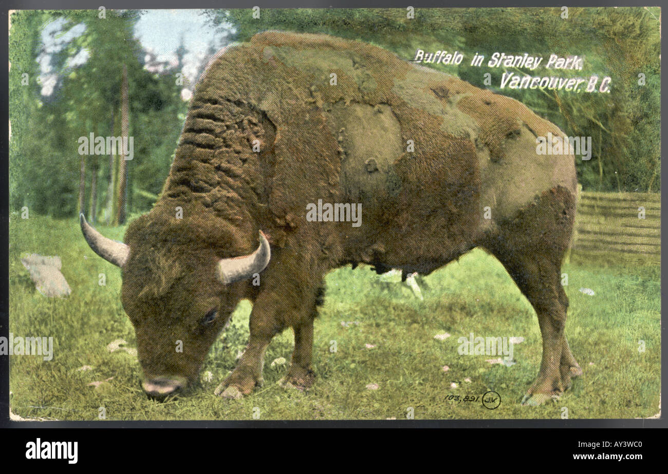 American bison buffalo hi-res stock photography and images - Alamy