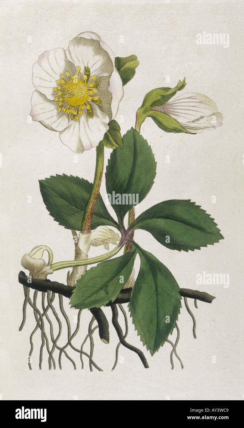 Plants Helleborus Niger Stock Photo - Alamy