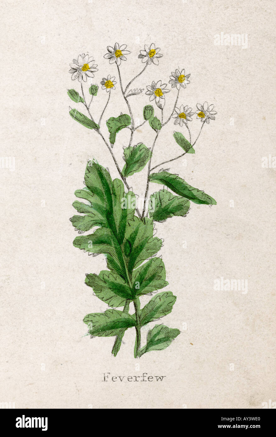 Plants tanacetum hi-res stock photography and images - Alamy