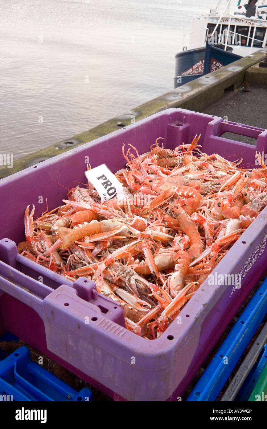 North sea prawns hi-res stock photography and images - Alamy