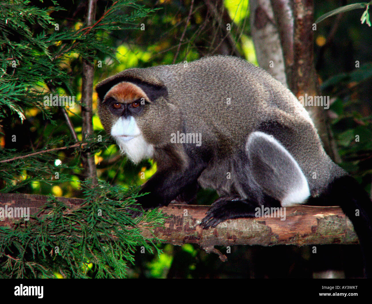 Brazza Meerkatze De Brazza s Monkey Cercopithecus neglectus sitting in ...