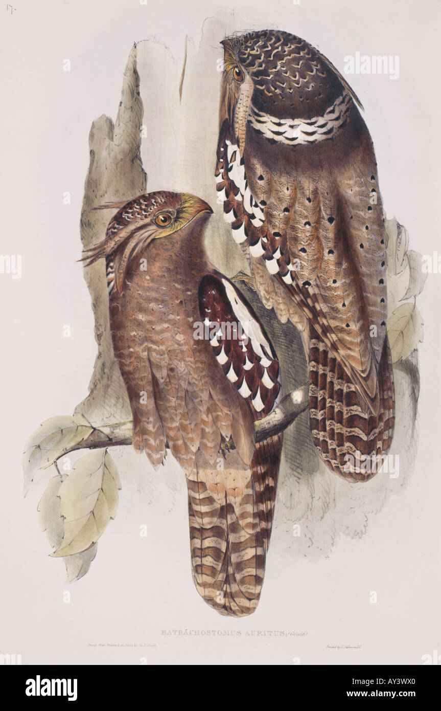 Batrachostomos auritas large frogmouth Stock Photo - Alamy