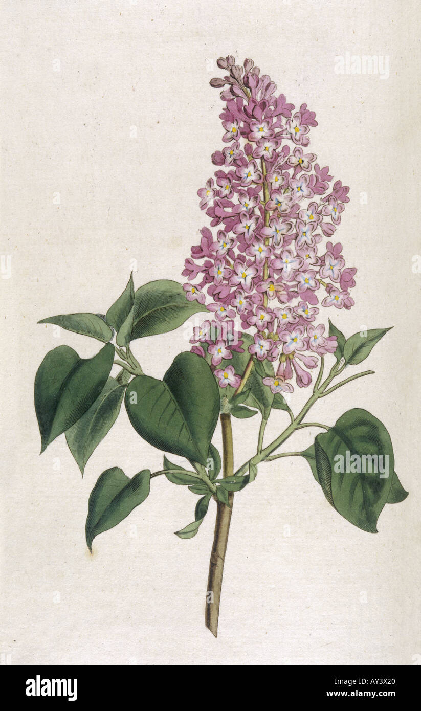Plants Syringa Vulgaris Stock Photo - Alamy