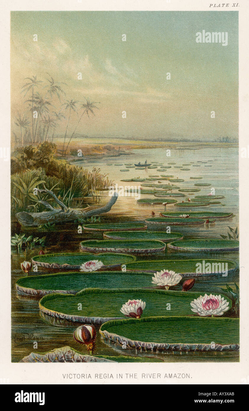 Amazon victoria hi-res stock photography and images - Alamy