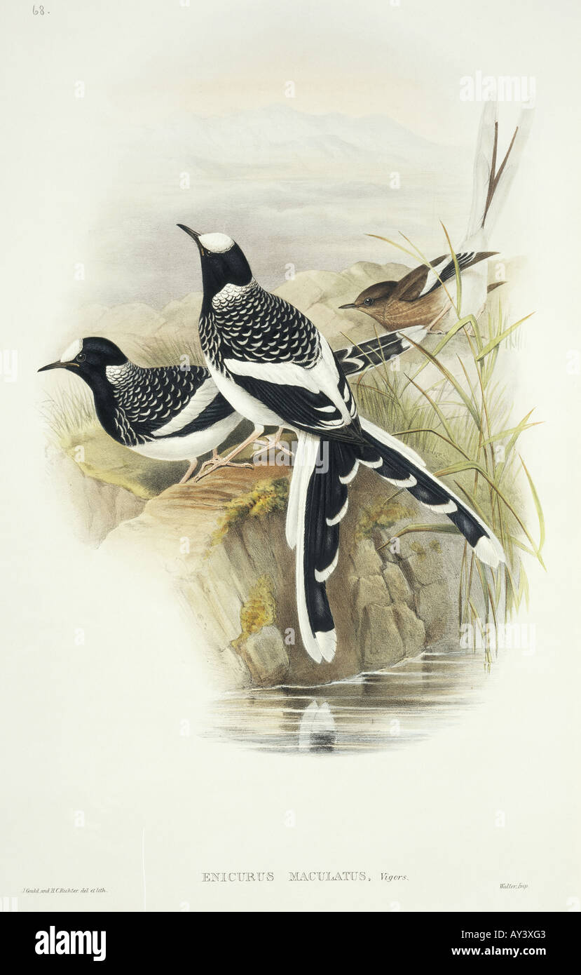 Enicurus maculatus spotted forktail Stock Photo - Alamy