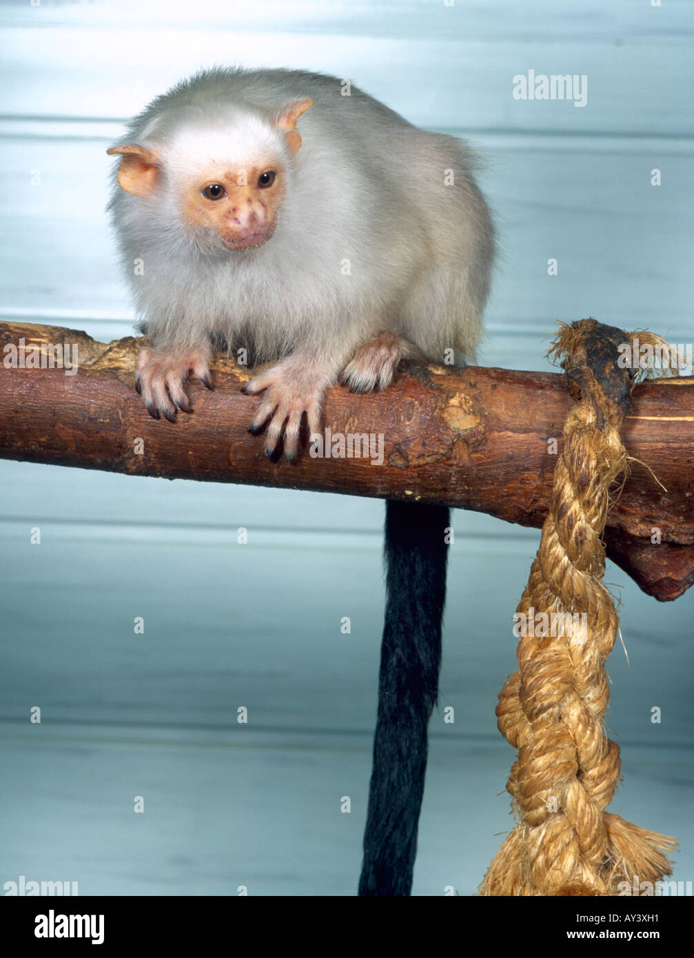 Callithrix argentata argentata hi-res stock photography and images - Alamy