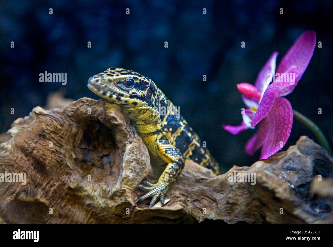 Tegu lizard hi-res stock photography and images - Alamy