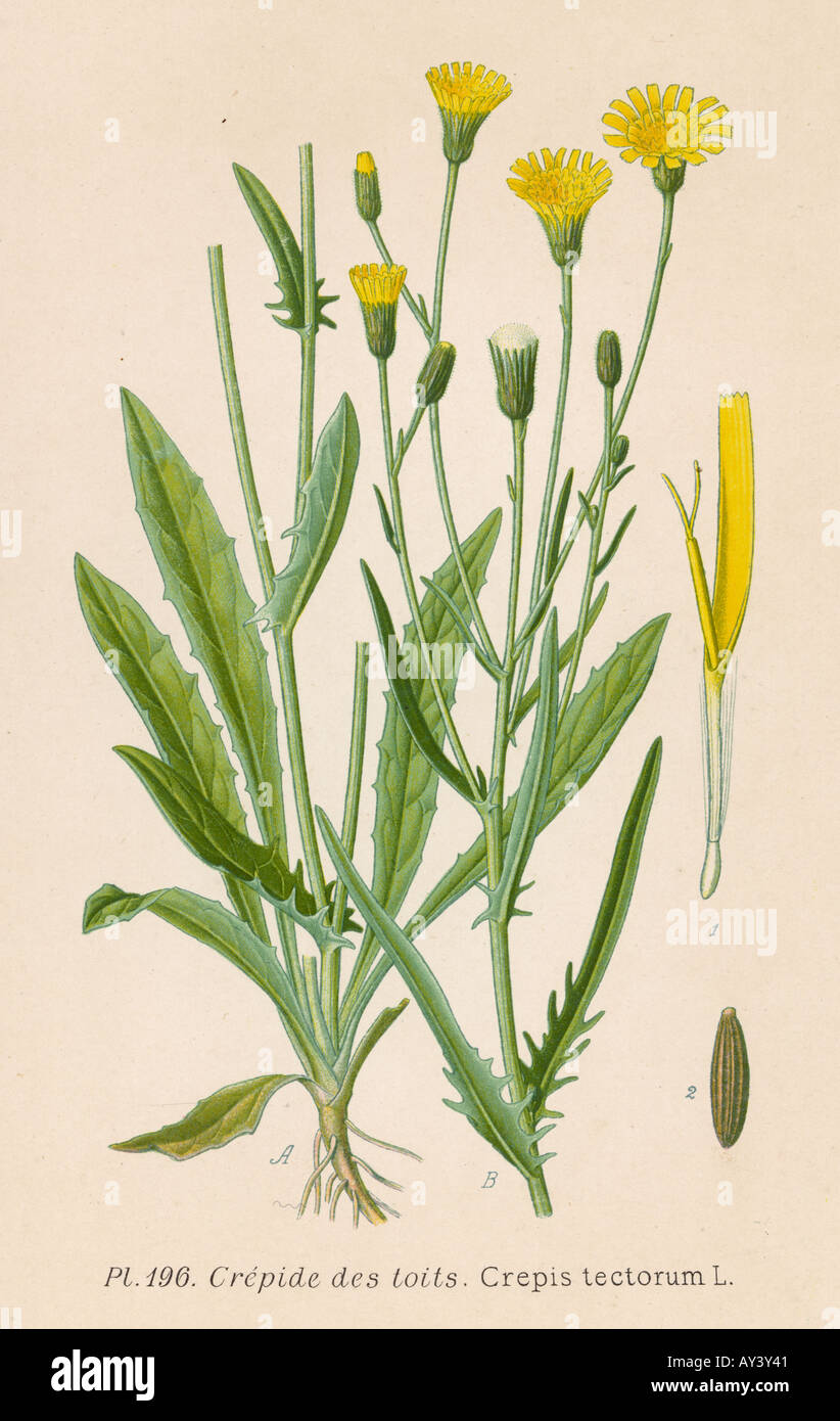 Crepis species hi-res stock photography and images - Alamy