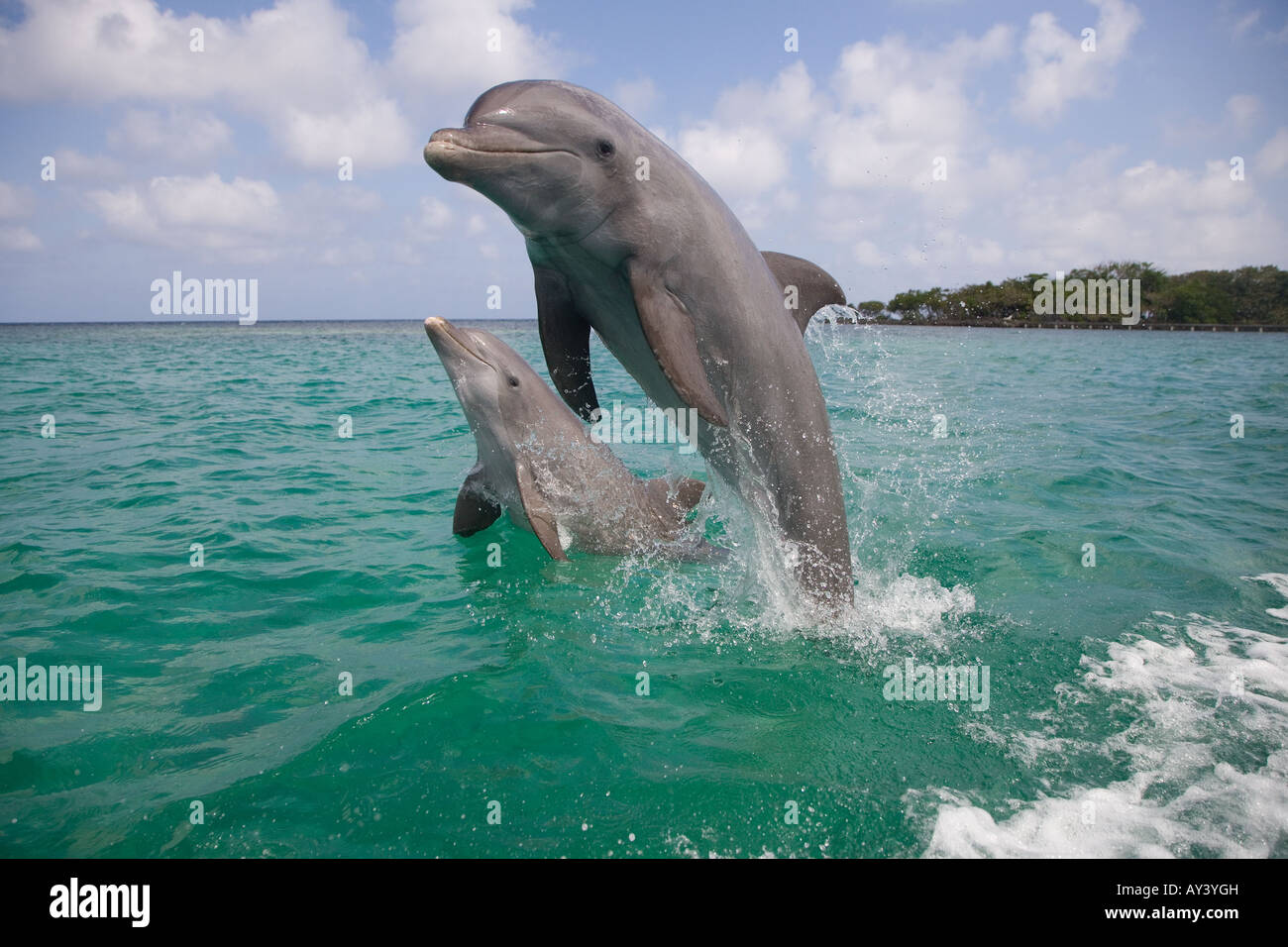 Common Bottlenose Dolphin Tursiops Truncatus Catching High Resolution Stock Photography and ...