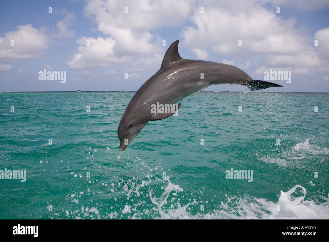 Entangled dolphin hi-res stock photography and images - Alamy