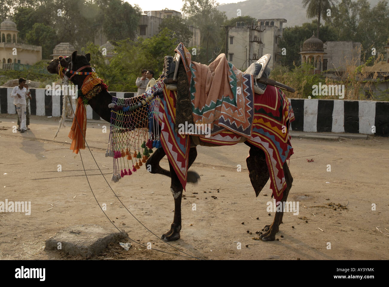 Dressed up camel hi-res stock photography and images - Alamy
