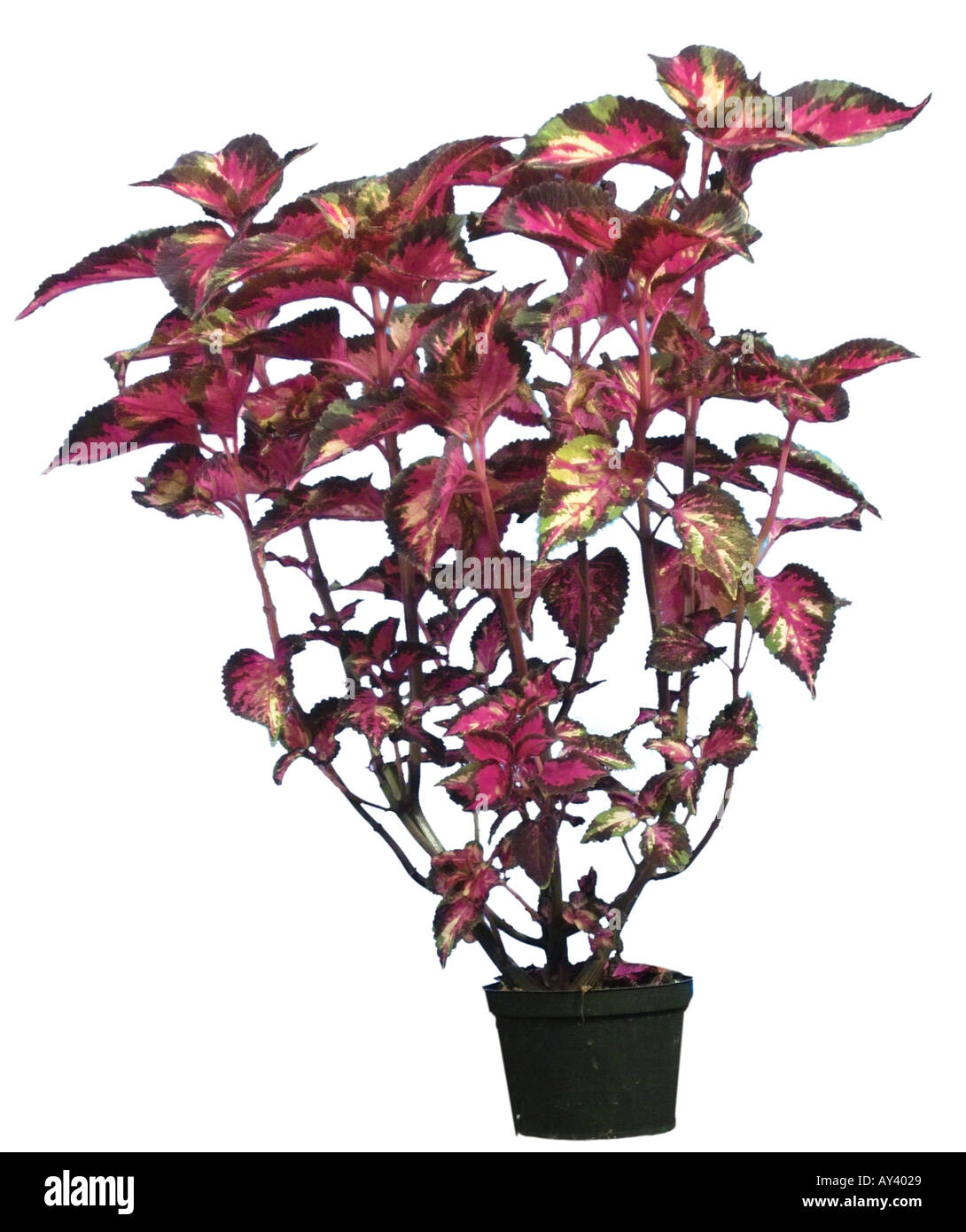 Coleus annuals lamiaceae painted nettle Cut Out Stock Images & Pictures ...
