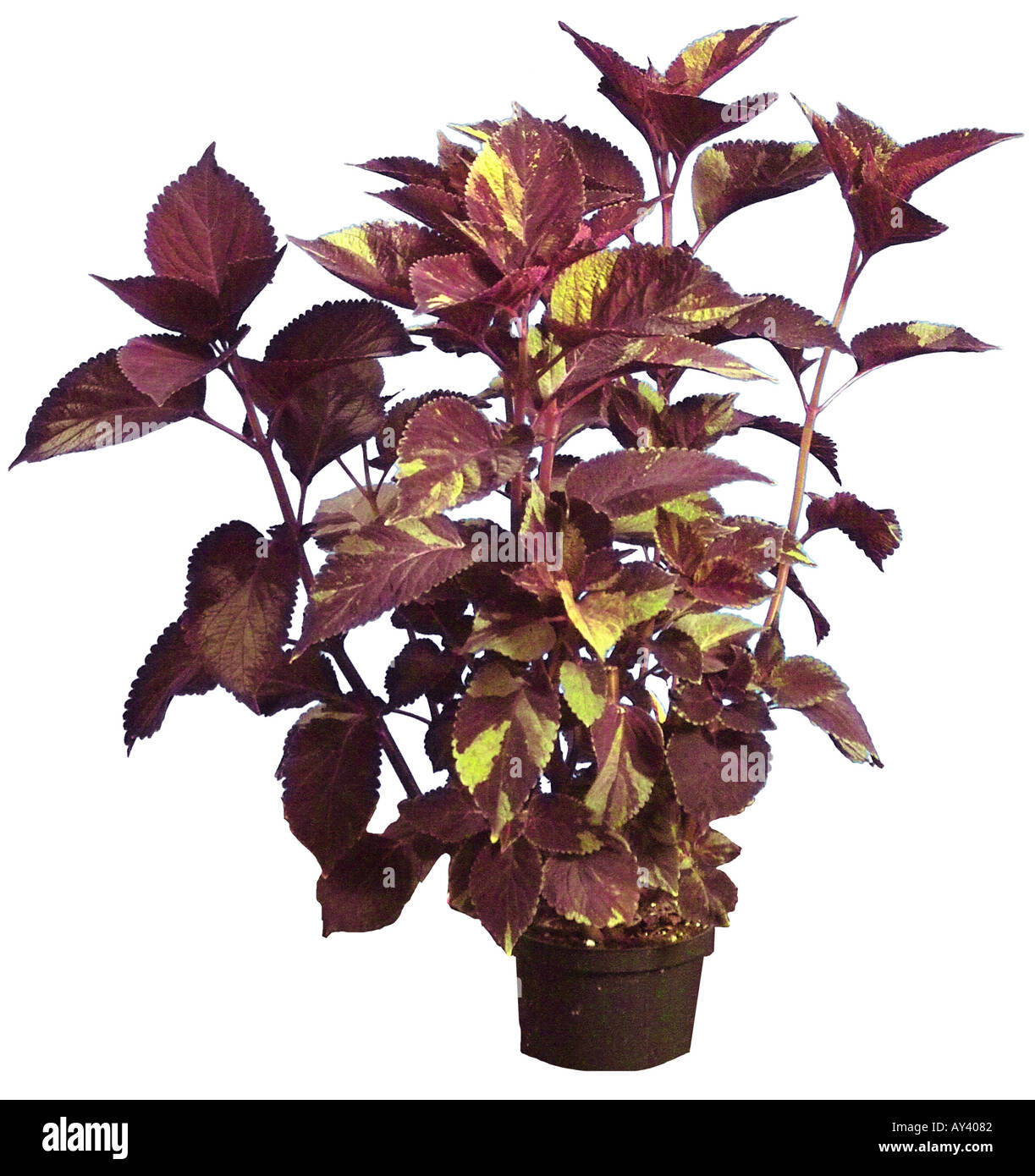 Coleus annuals lamiaceae painted nettle Cut Out Stock Images & Pictures ...