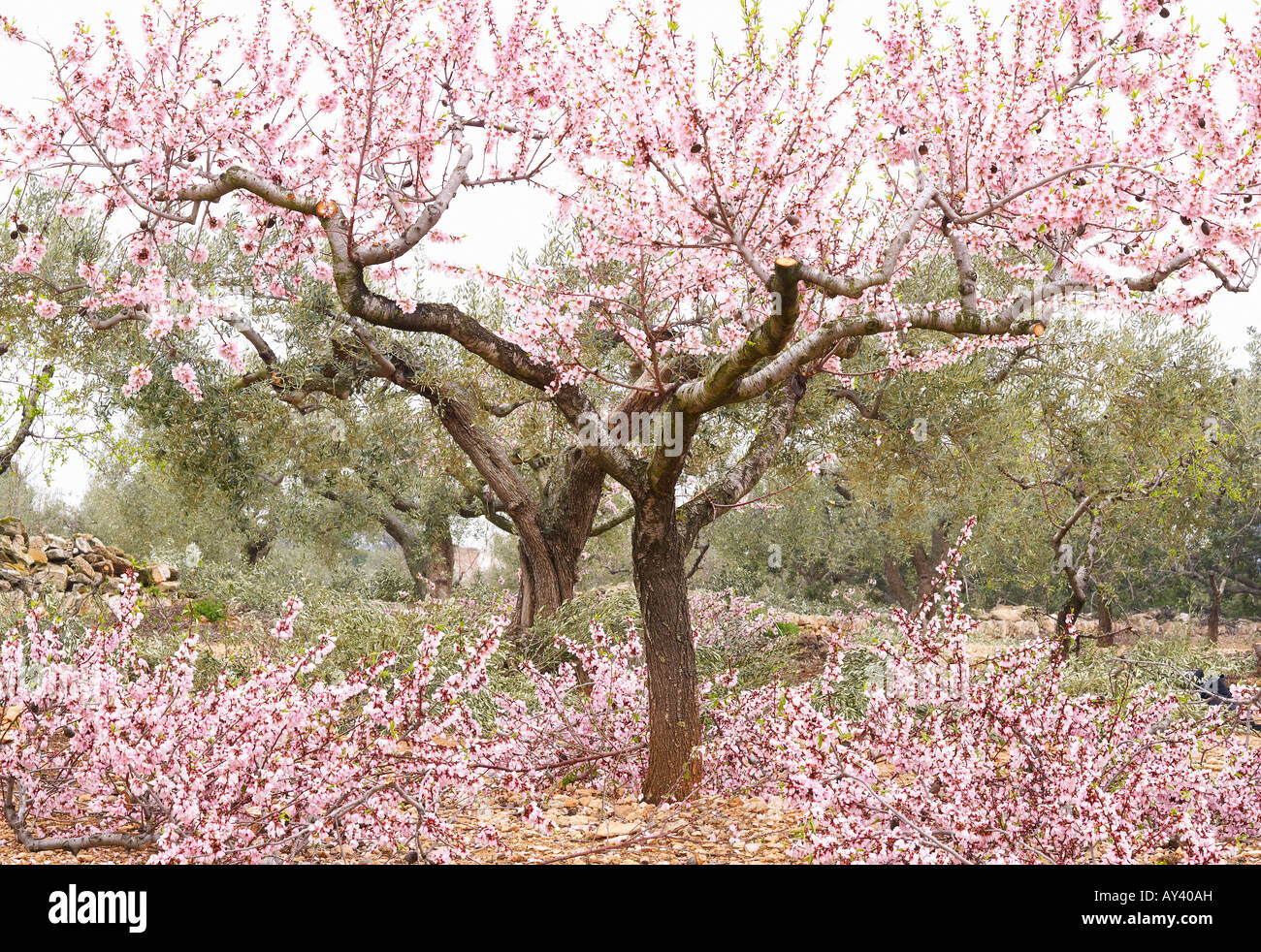 Almond tree hi-res stock photography and images - Alamy