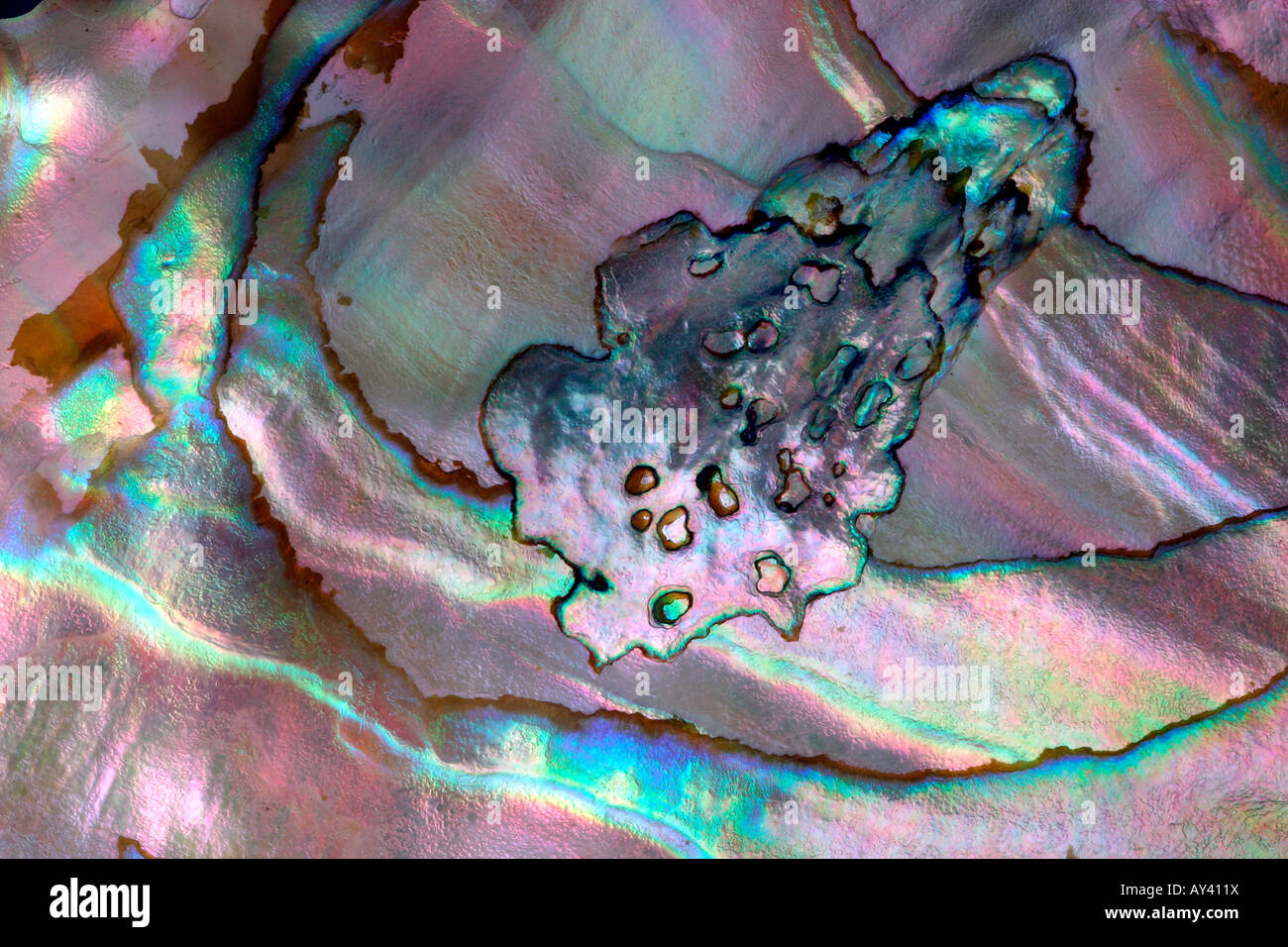 Abalone shell hi-res stock photography and images - Alamy