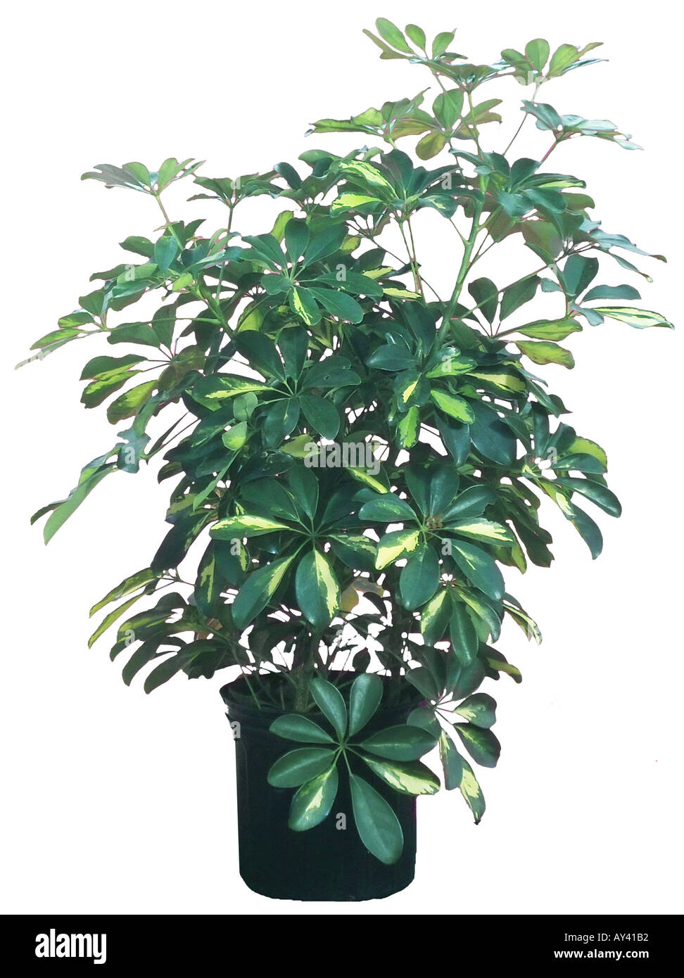 Umbrella Tree plant Stock Photo - Alamy