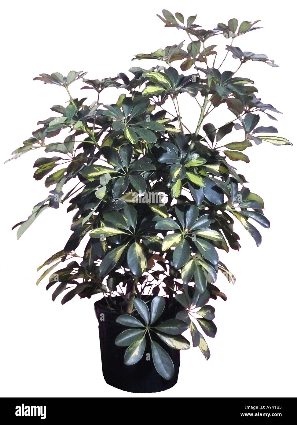Umbrella Tree plant Stock Photo - Alamy